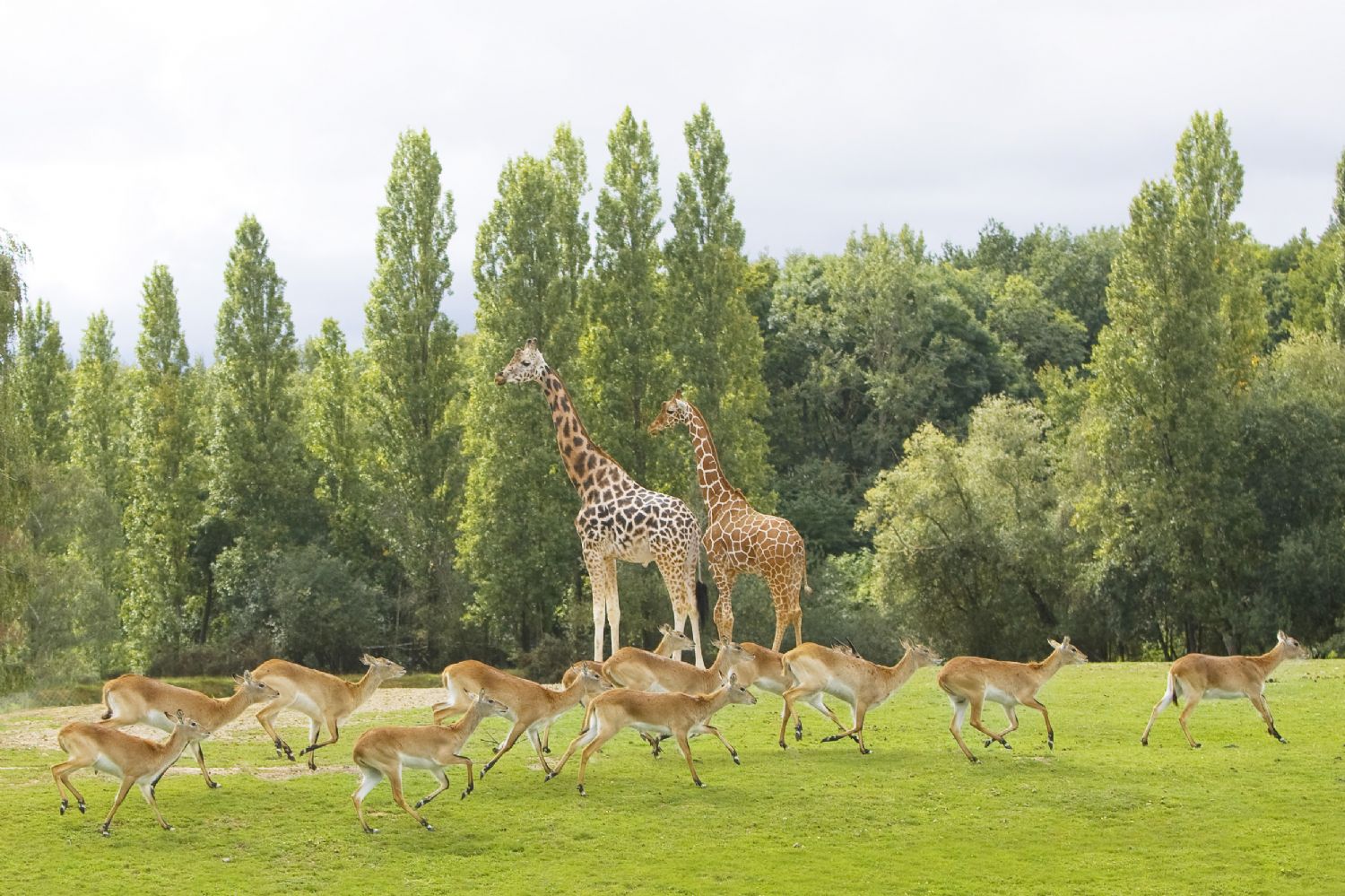 Le parc de Thoiry.